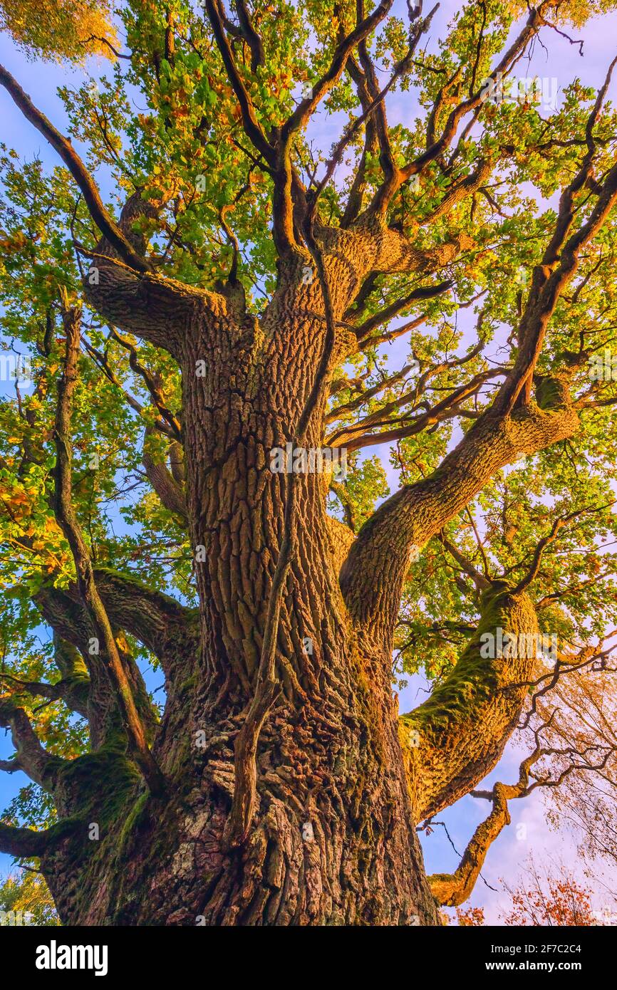 The trunk of old oak tree, evening light Stock Photo - Alamy