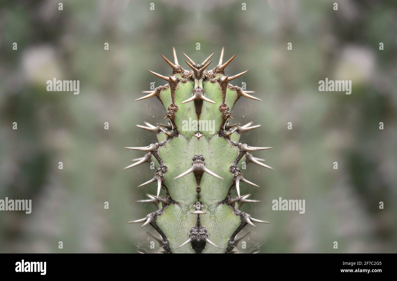Slender columnar cactus hi-res stock photography and images - Alamy