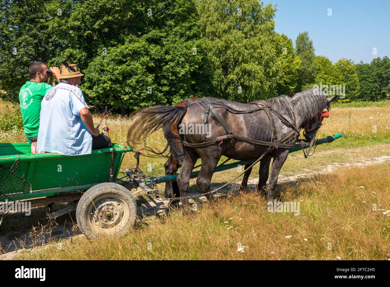 Horse-drawn carts are a common mode of transport in rural Transylvania ...