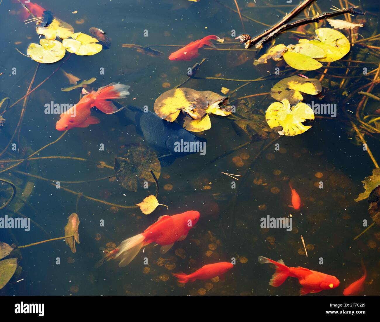 Ripple tank hi-res stock photography and images - Alamy