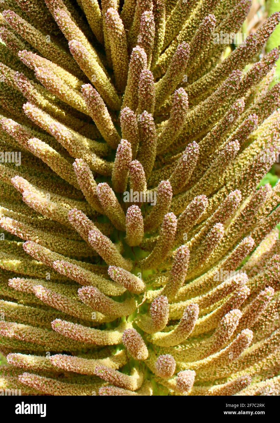 Very new flower spike hi-res stock photography and images - Alamy