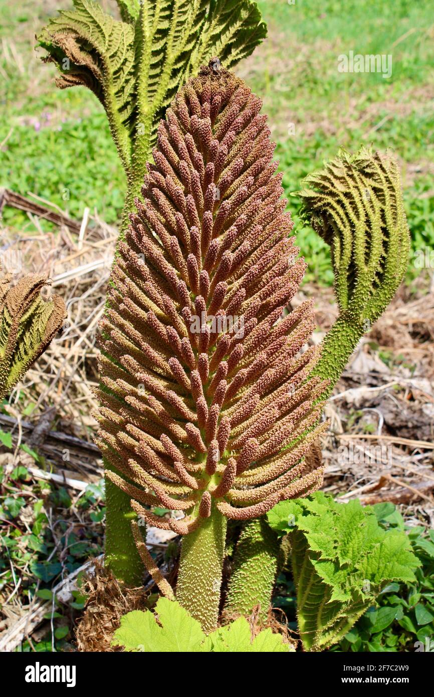 New flower spike hi-res stock photography and images - Alamy