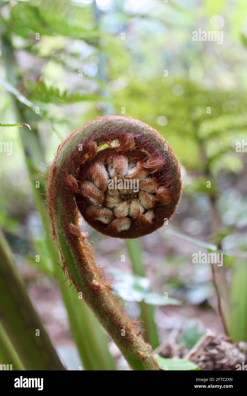 Tree Fern fronds unfurling Stock Photo - Alamy