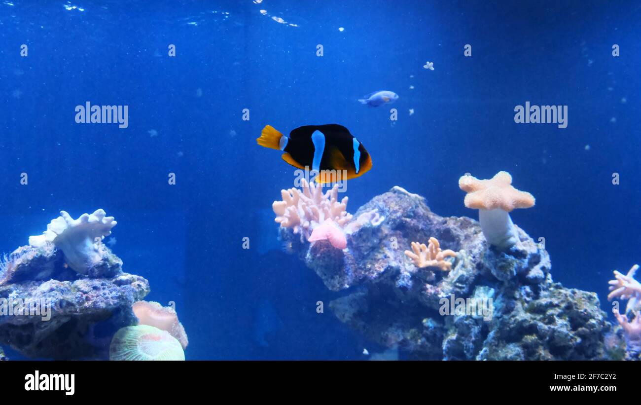 Coral reef with many coloured fish hi-res stock photography and images ...