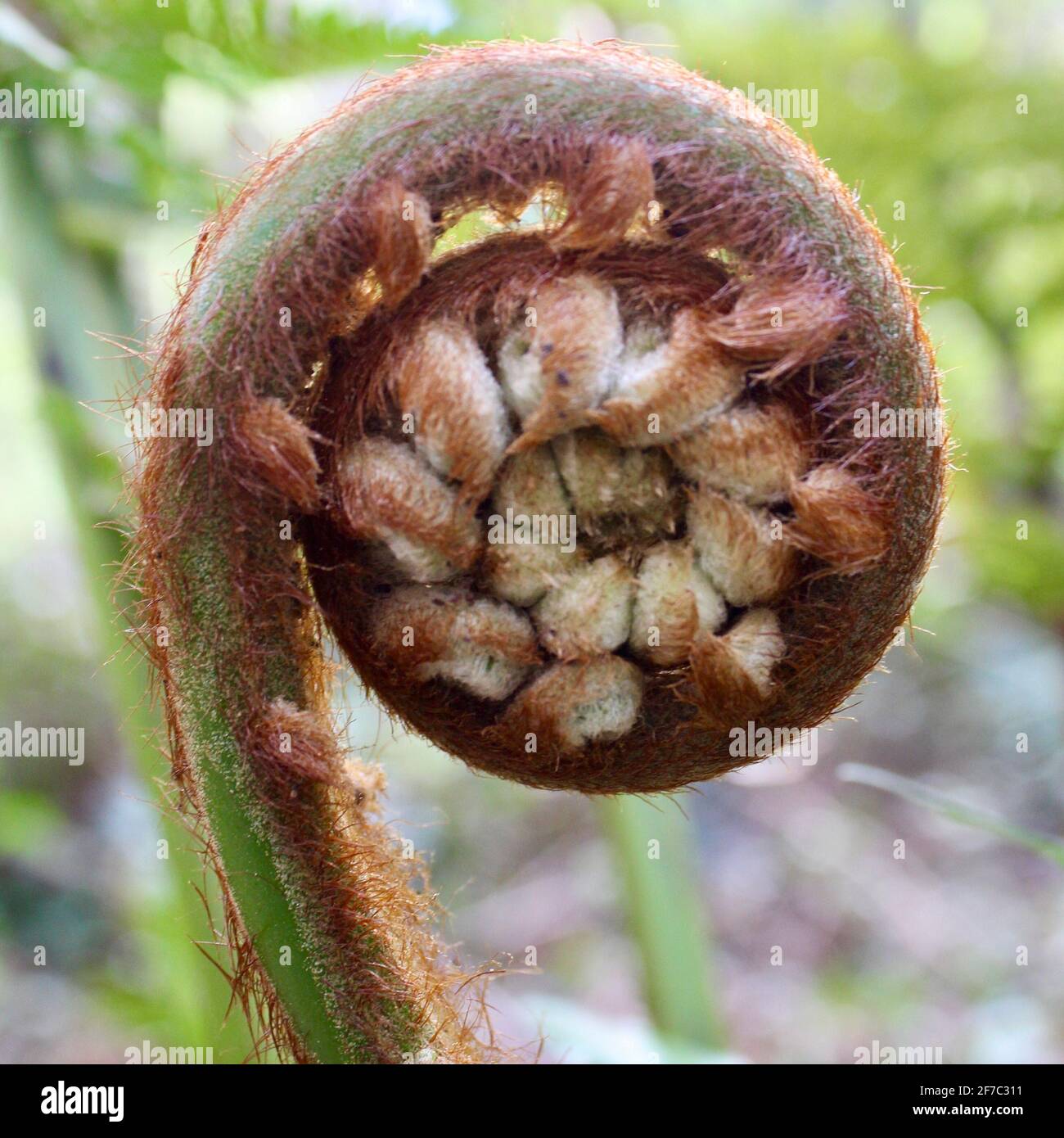Tree Fern fronds unfurling Stock Photo - Alamy