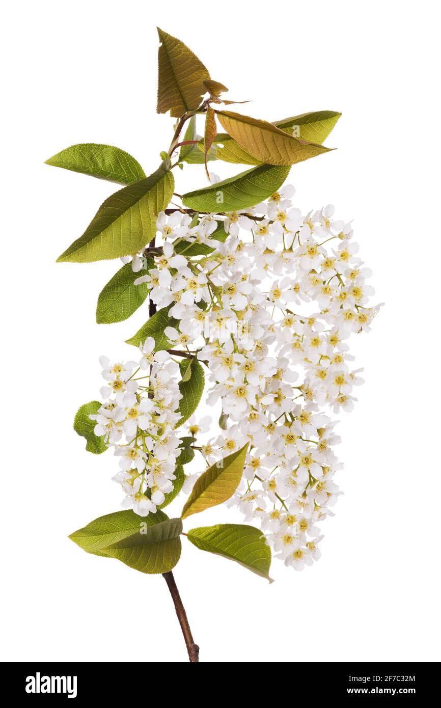 Close up of bird cherry flowers Cut Out Stock Images & Pictures - Alamy
