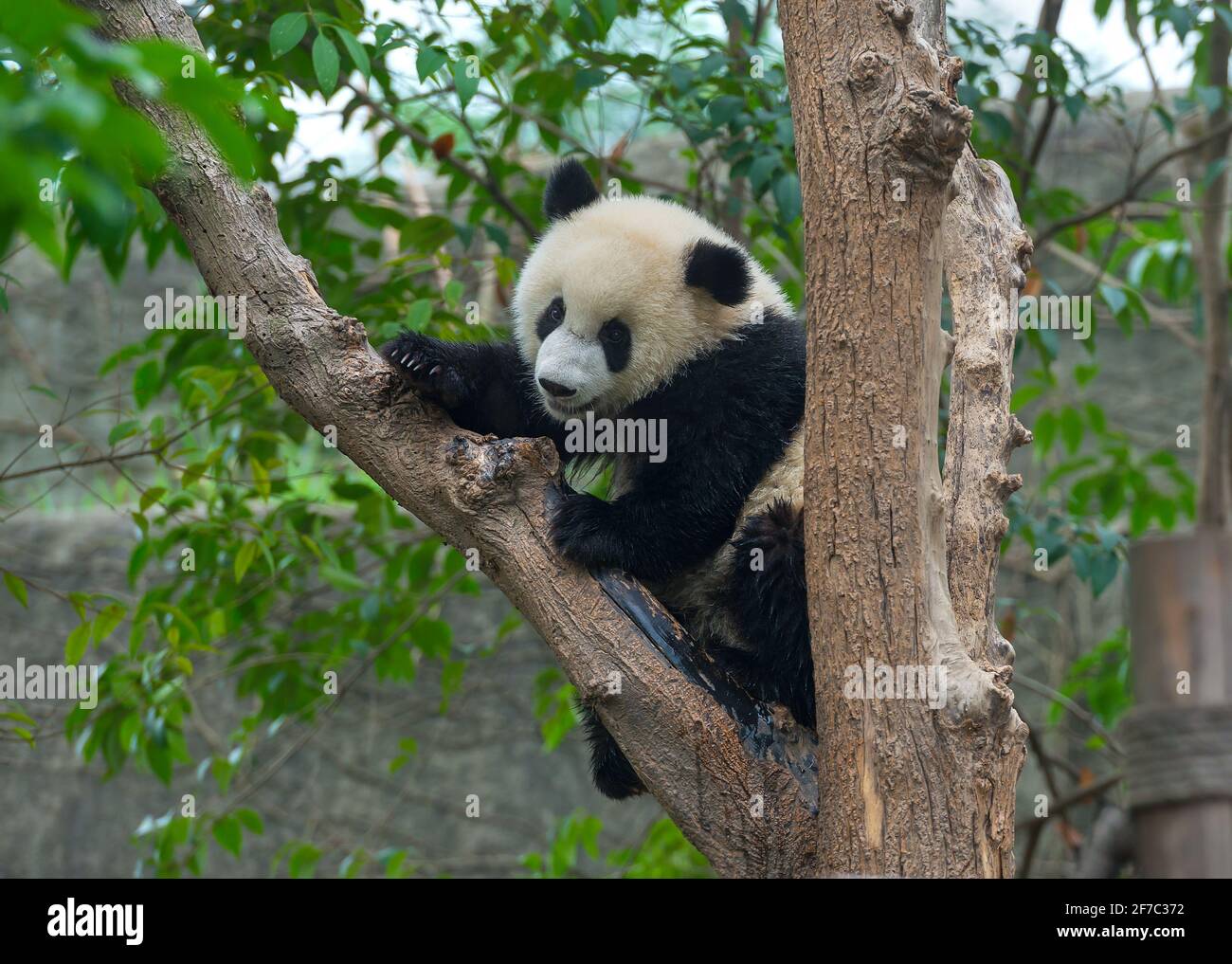 Panda in tree Stock Photo - Alamy