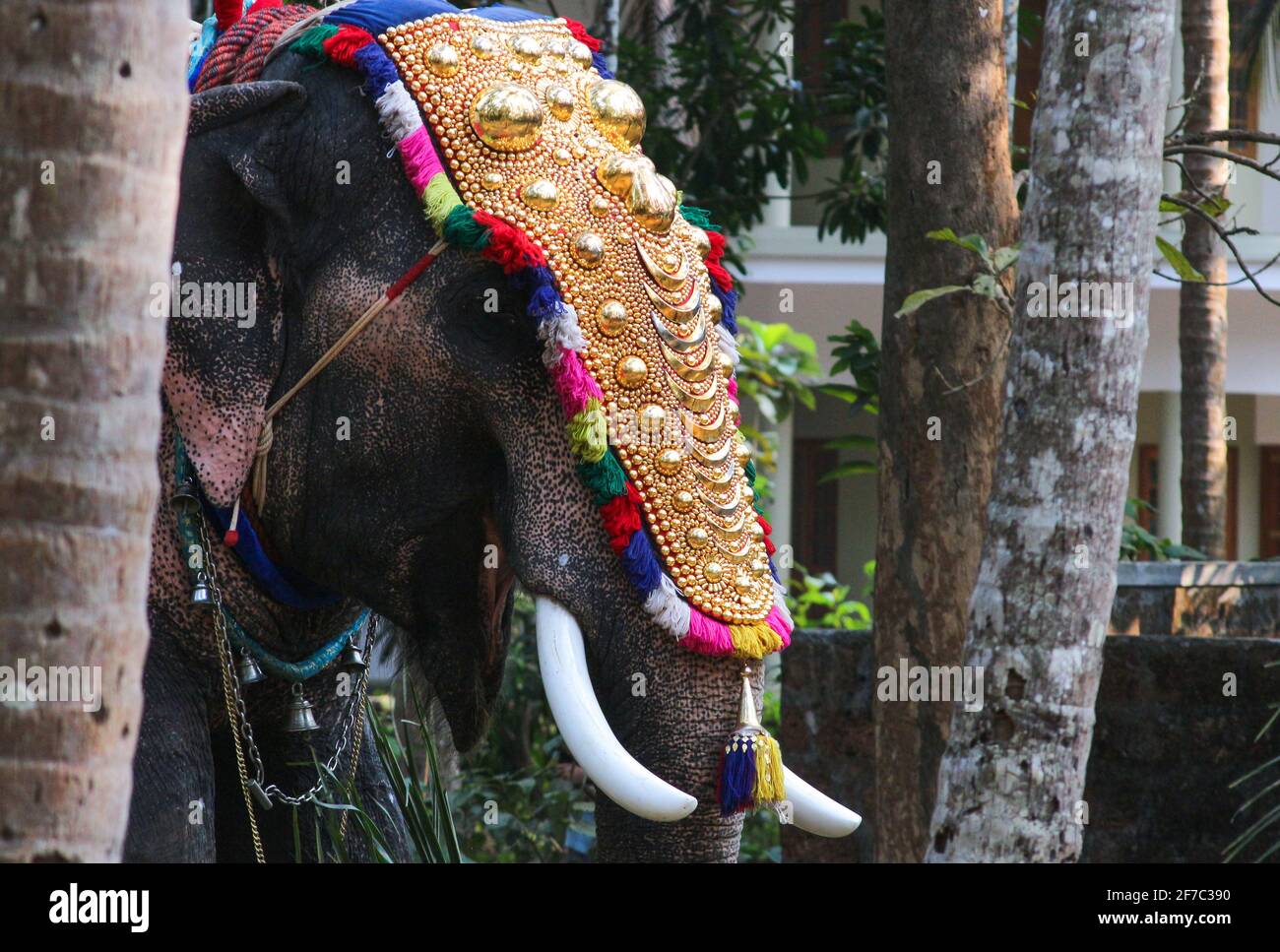 Kerala Temple Elephant Wallpaper