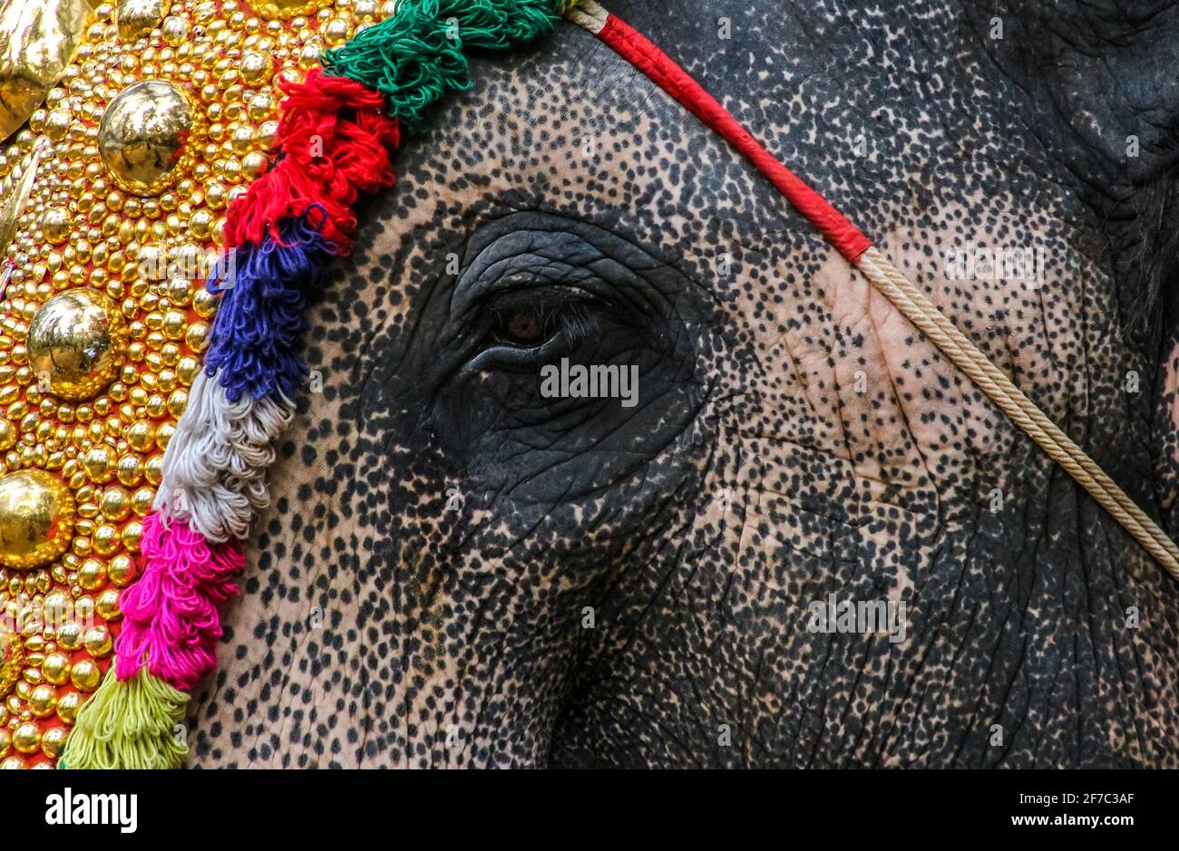 Elephant procession in thrissur hi-res stock photography and images - Alamy