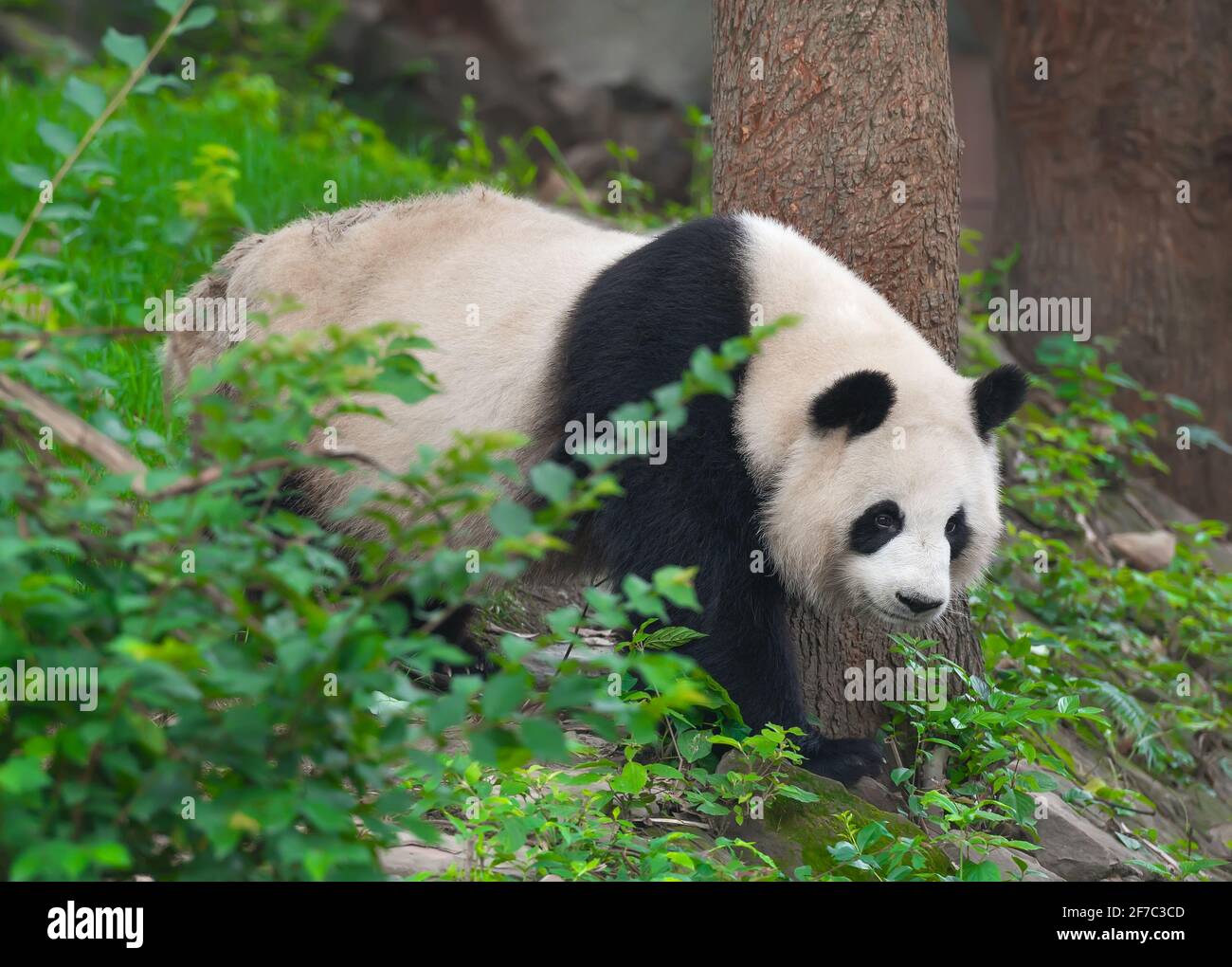 Adult panda bear walking Stock Photo - Alamy