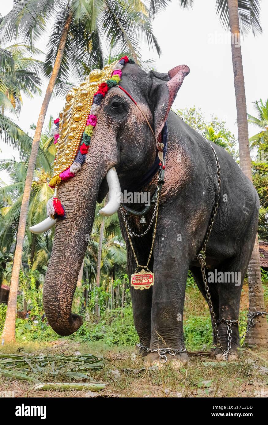 Elephant procession in thrissur hi-res stock photography and images - Alamy