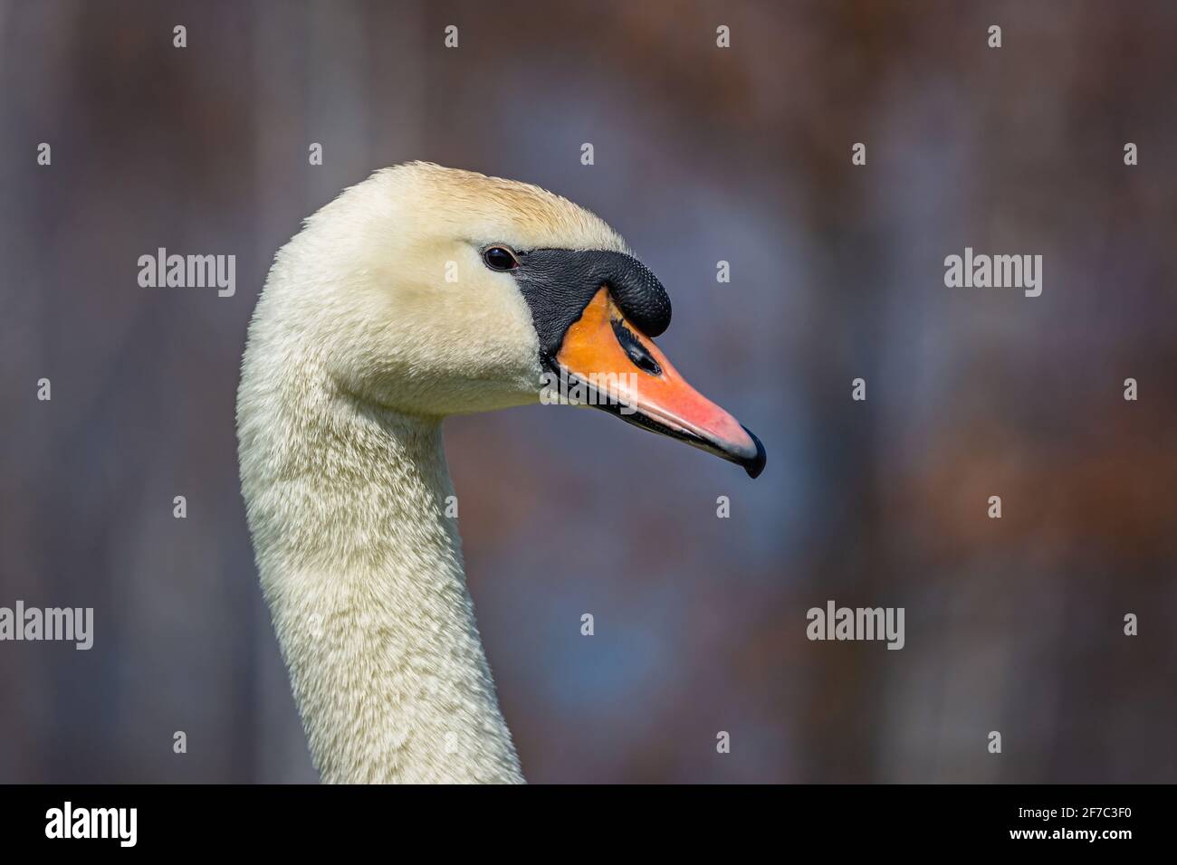 Brown swan bird hi-res stock photography and images - Alamy