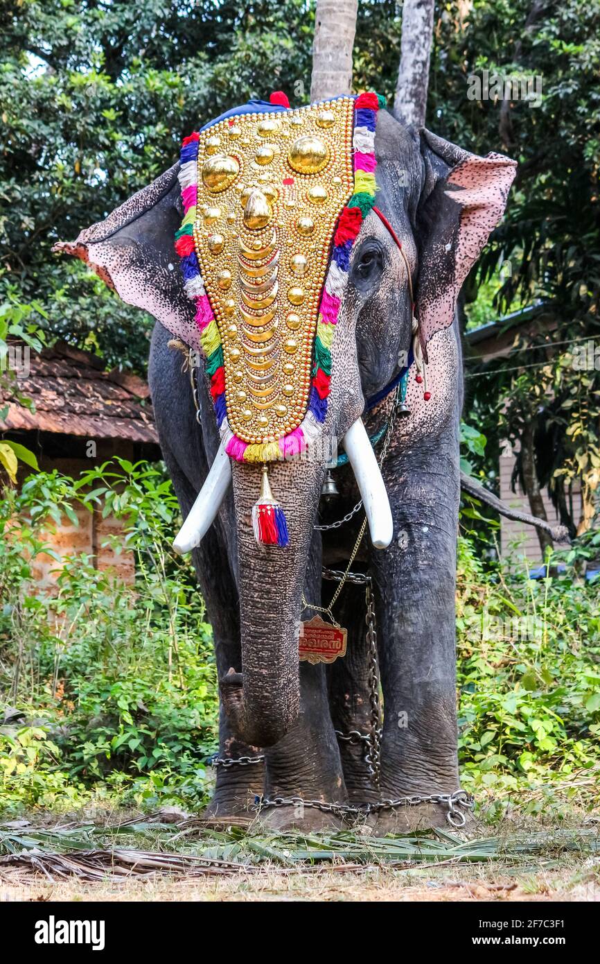 Kerala Temple Elephant