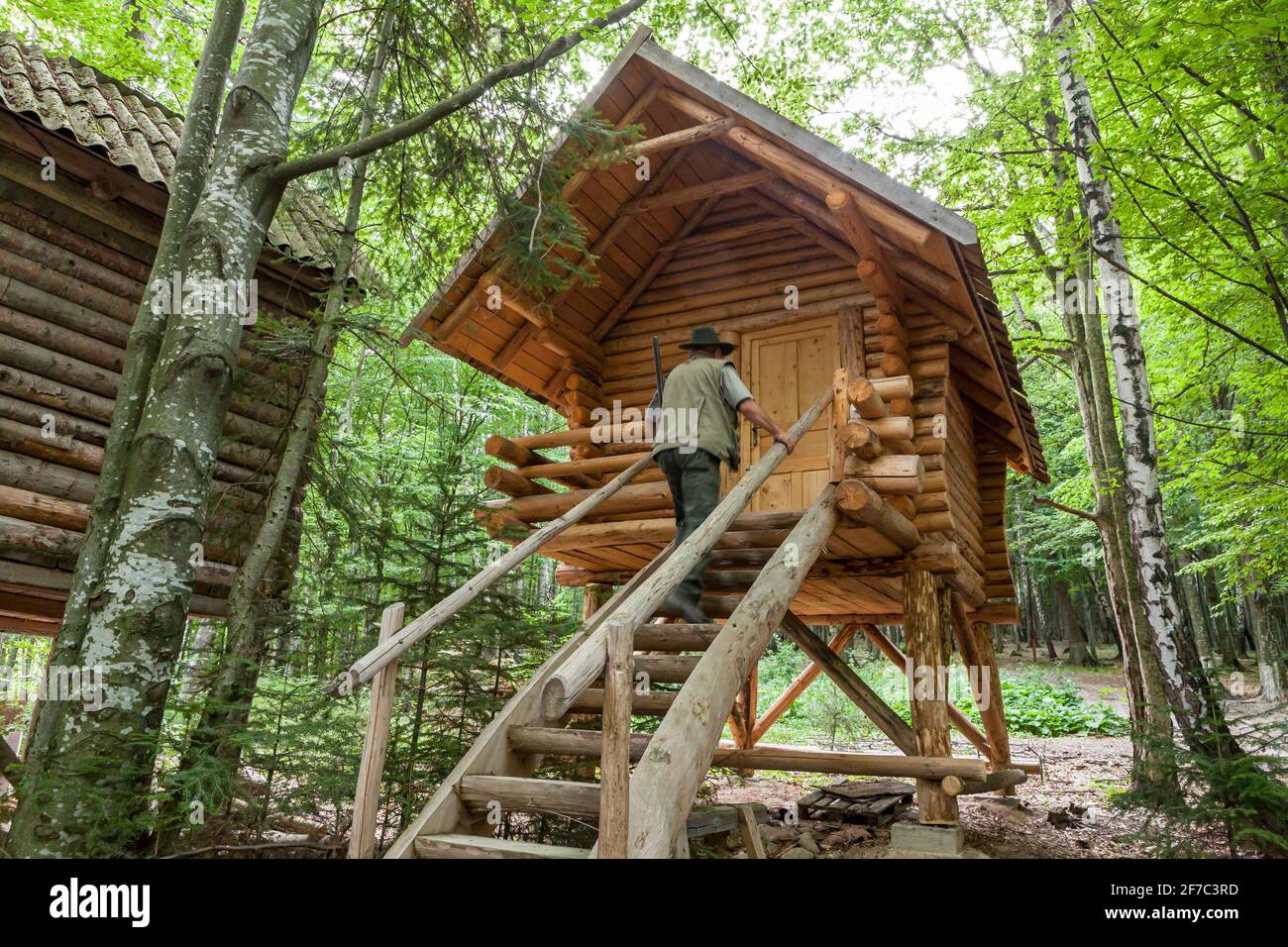 Park ranger with gun entering bear hide in Transylvania, Romania Stock ...