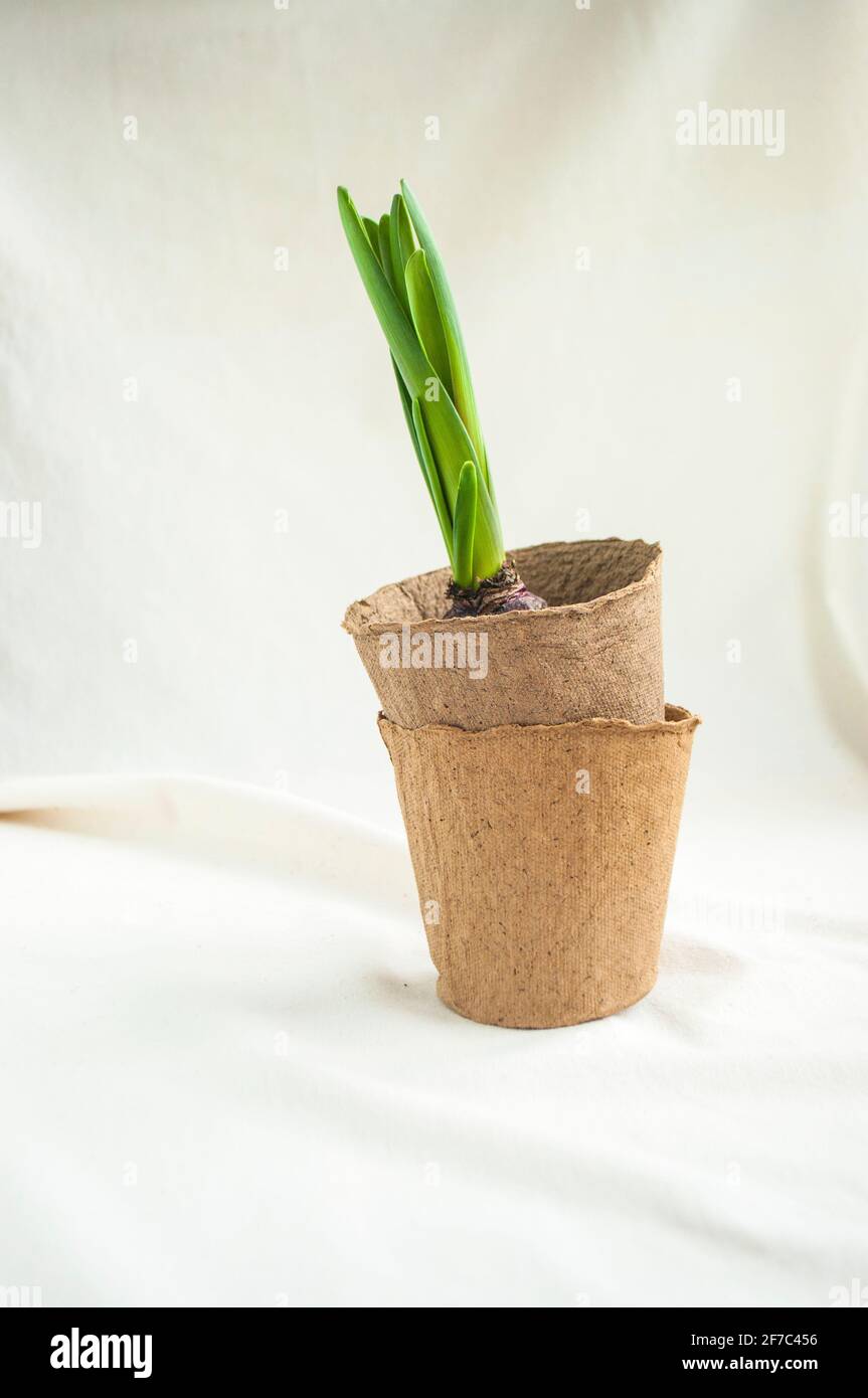 Biodegradable plants hi-res stock photography and images - Alamy