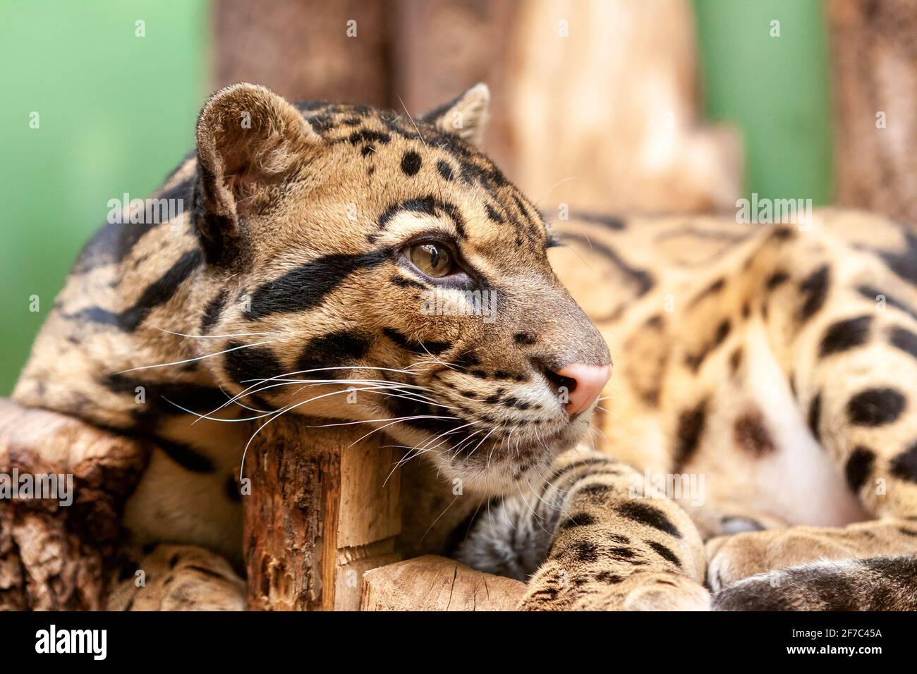 Close-up of an Ocelot - Leopardus pardalis - on a branch. The wild cat ...