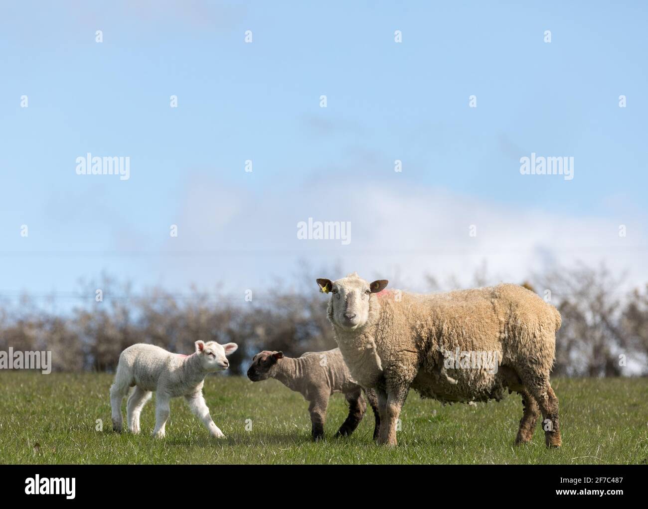 Lamb farm hi-res stock photography and images - Alamy
