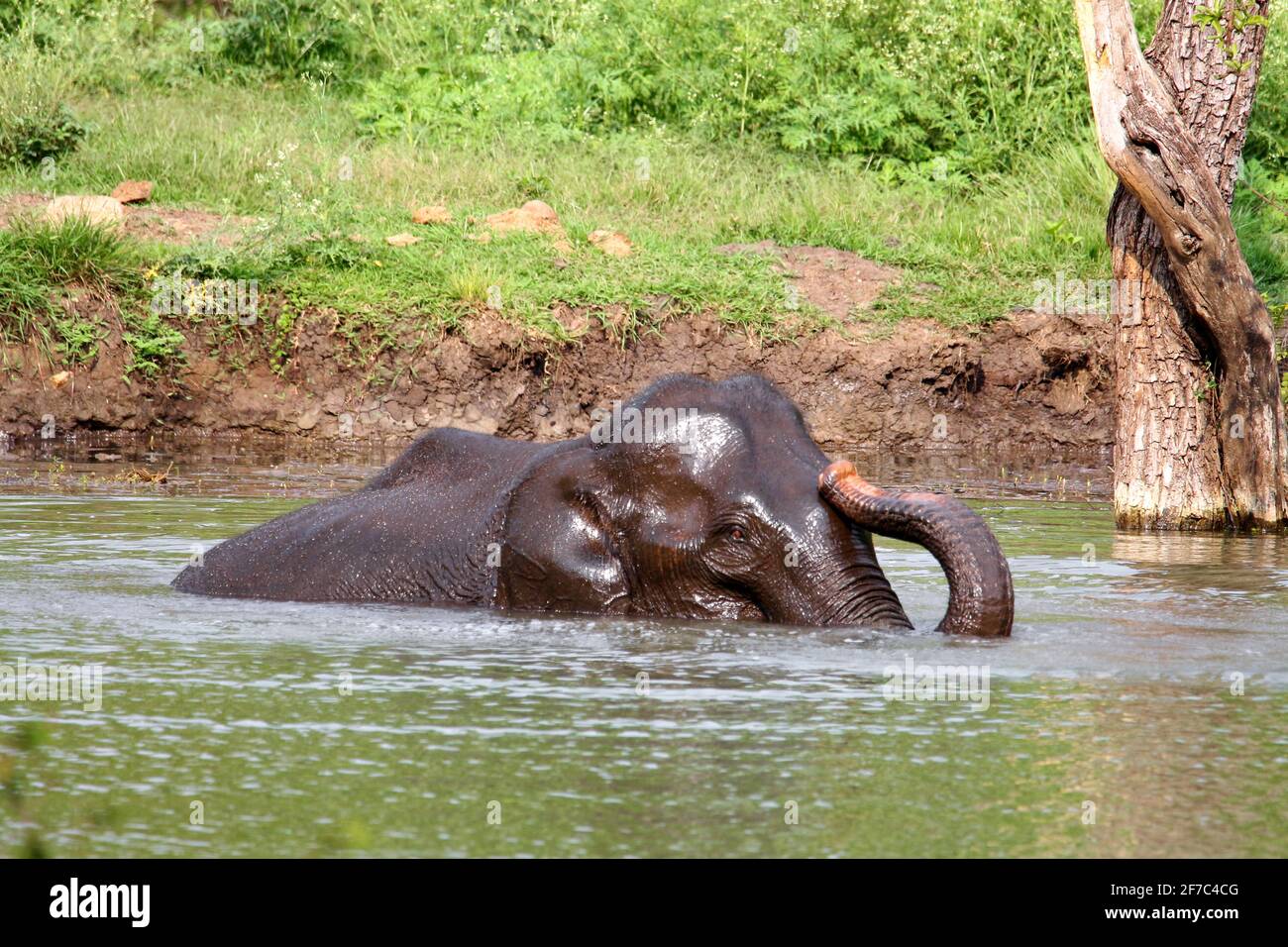 Elephants bathing in a forest pond Stock Photo - Alamy