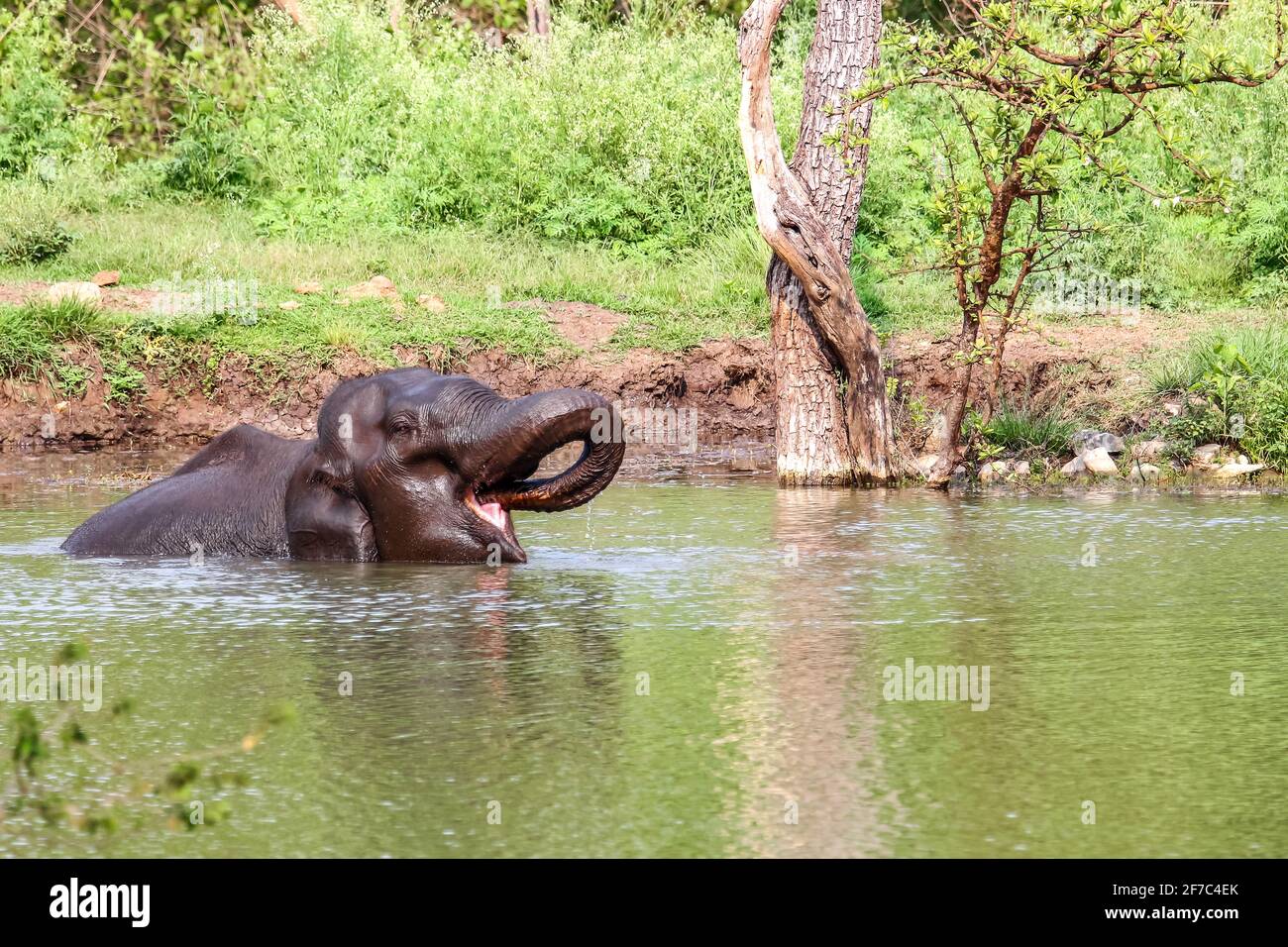 Elephants bathing in a forest pond Stock Photo - Alamy