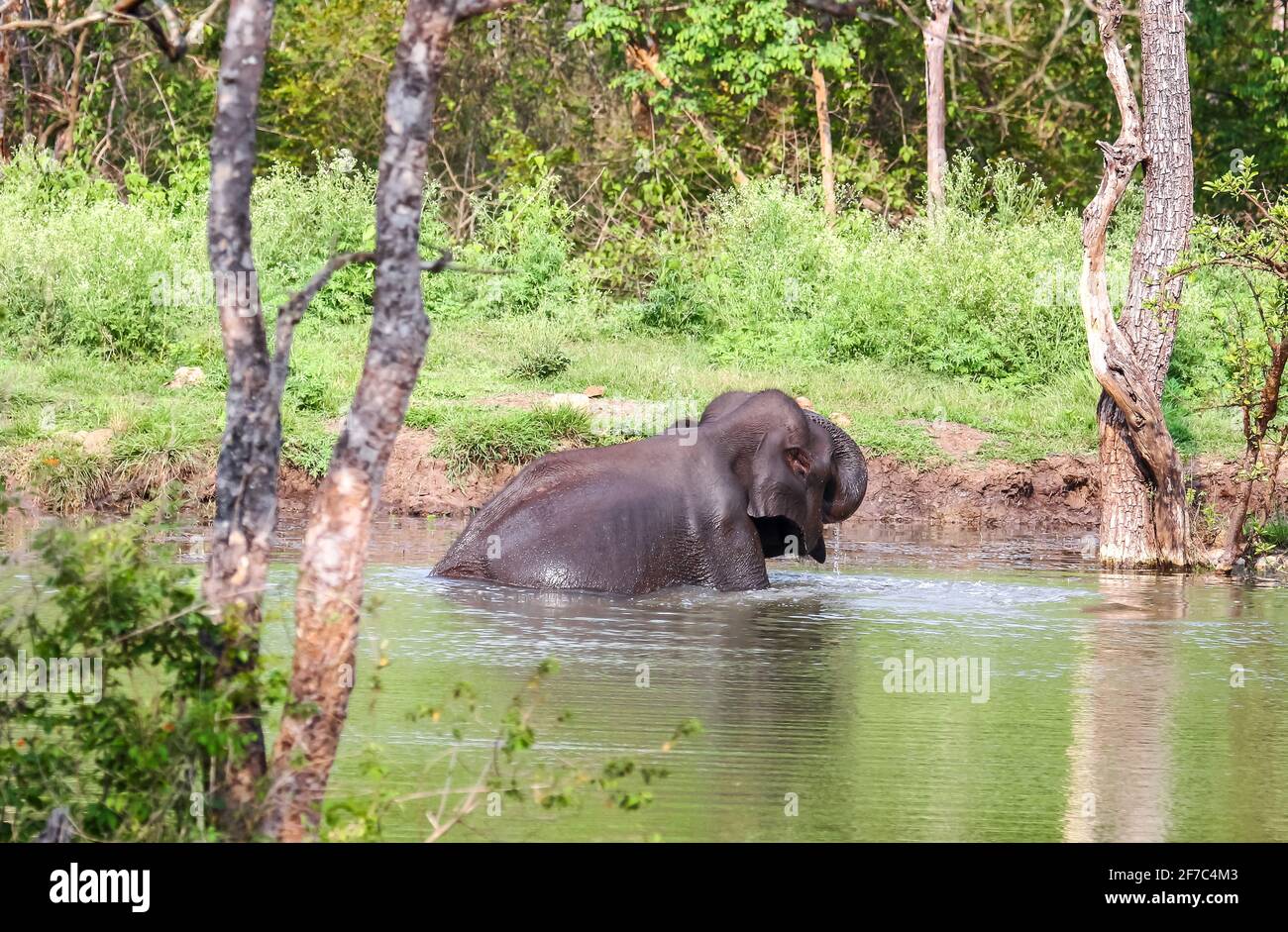 Elephants bathing in a forest pond Stock Photo - Alamy
