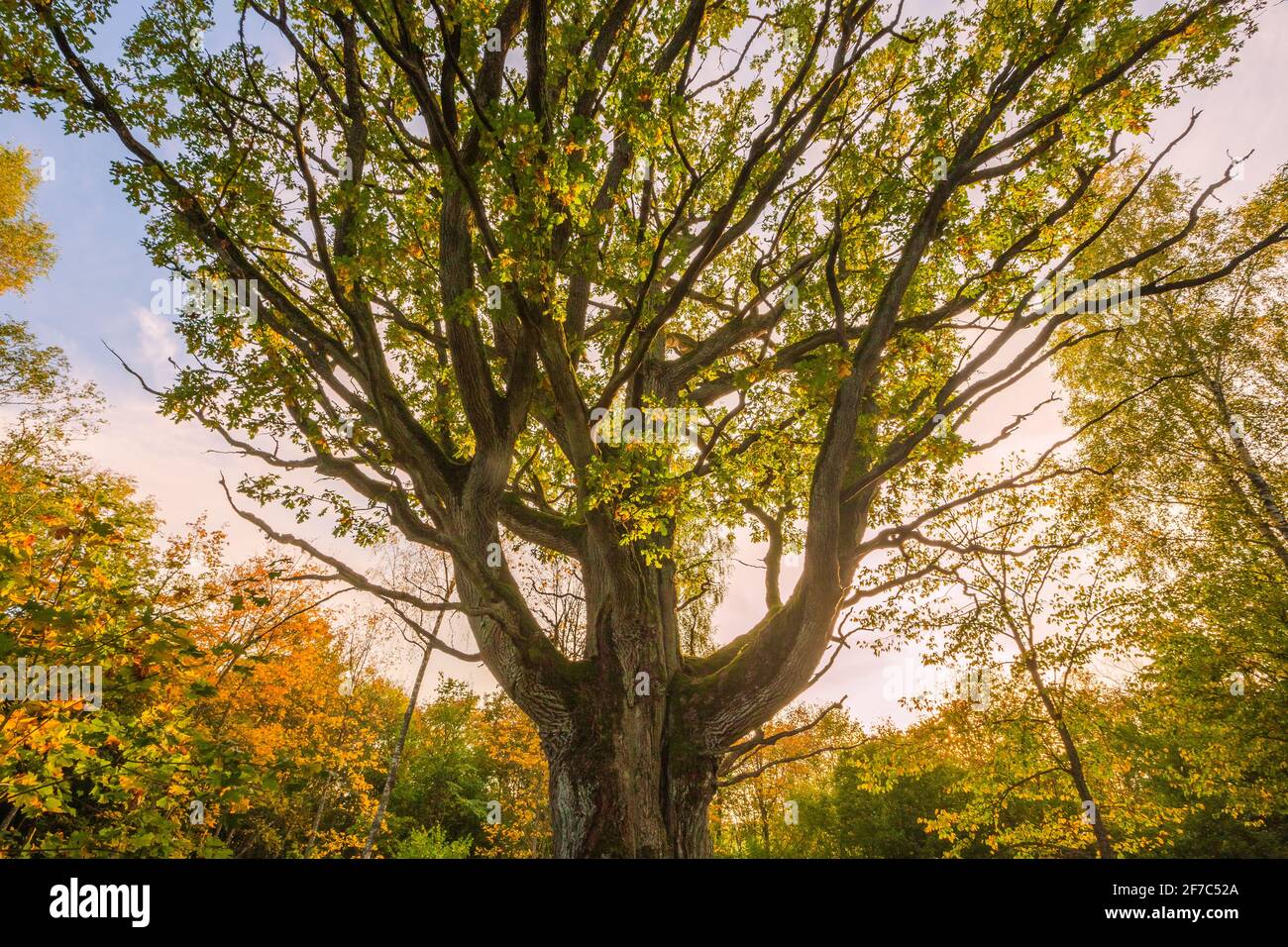The trunk of old oak tree, evening light Stock Photo - Alamy