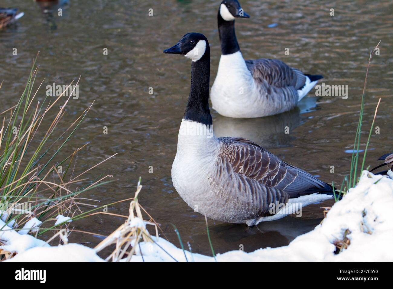 Snow geese on water hi-res stock photography and images - Alamy