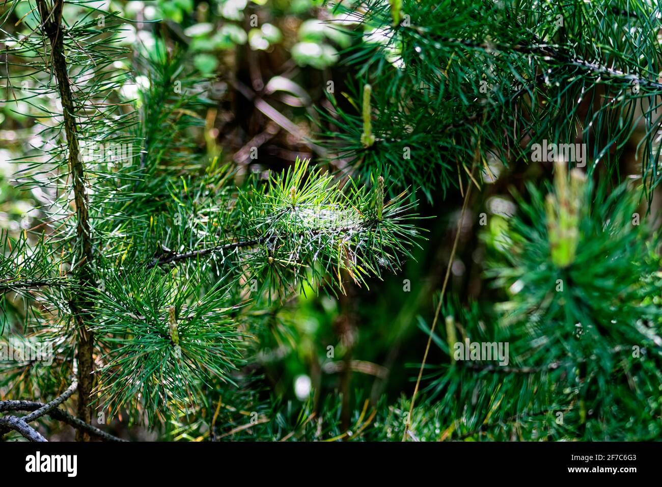 young spruce tree branch, spring Stock Photo - Alamy