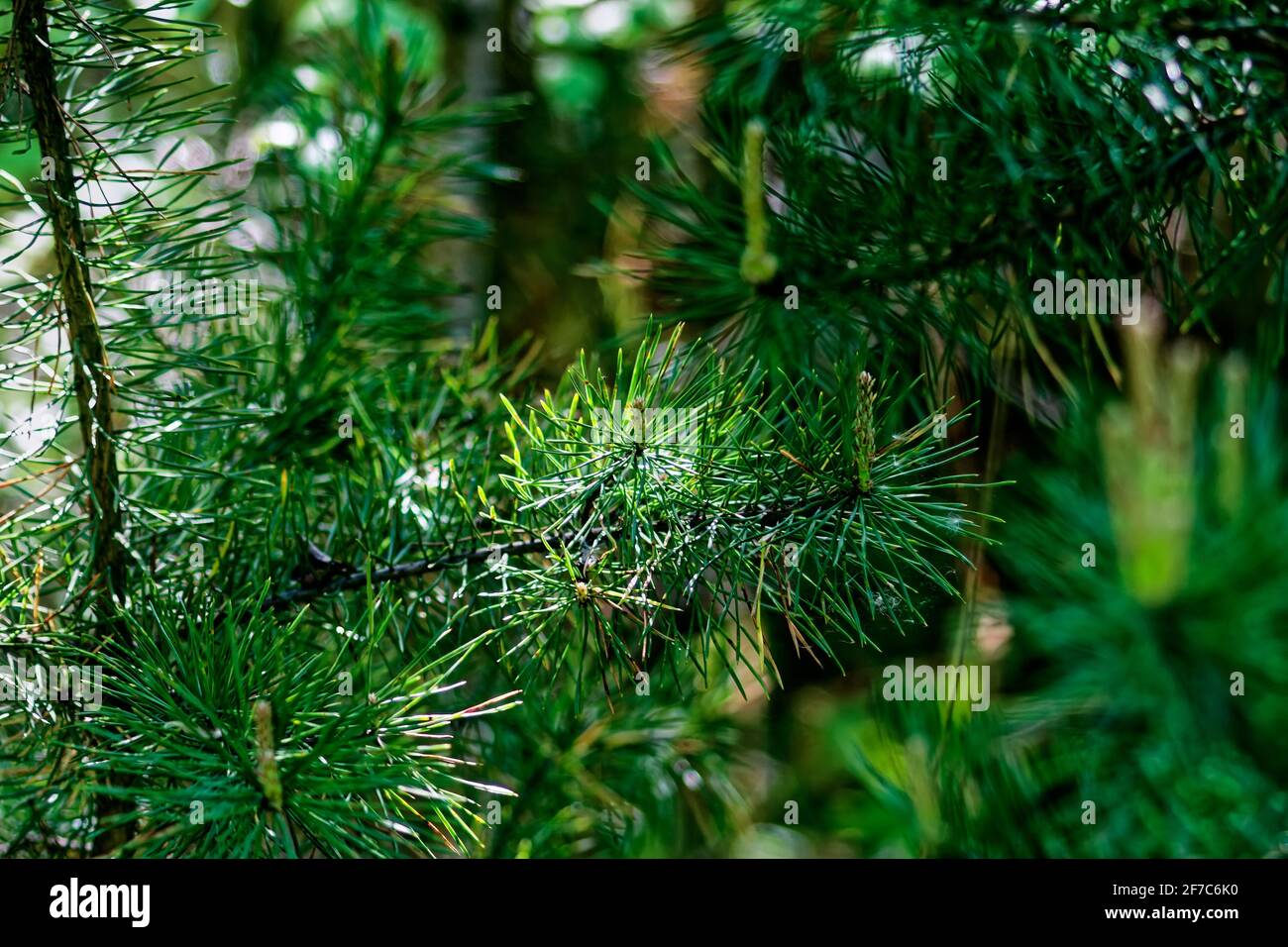 young spruce tree branch, spring Stock Photo - Alamy