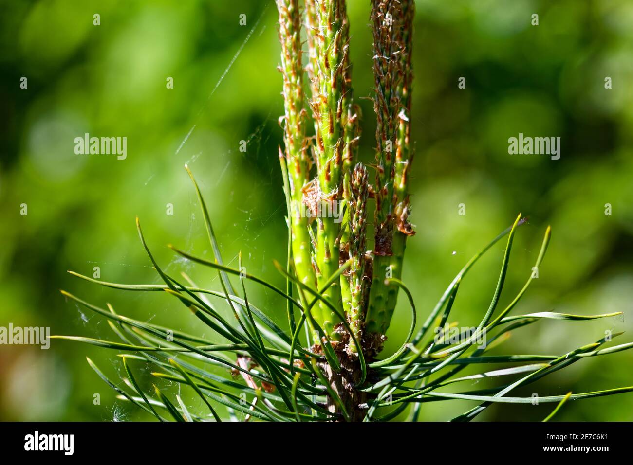 young spruce tree branch, spring Stock Photo - Alamy
