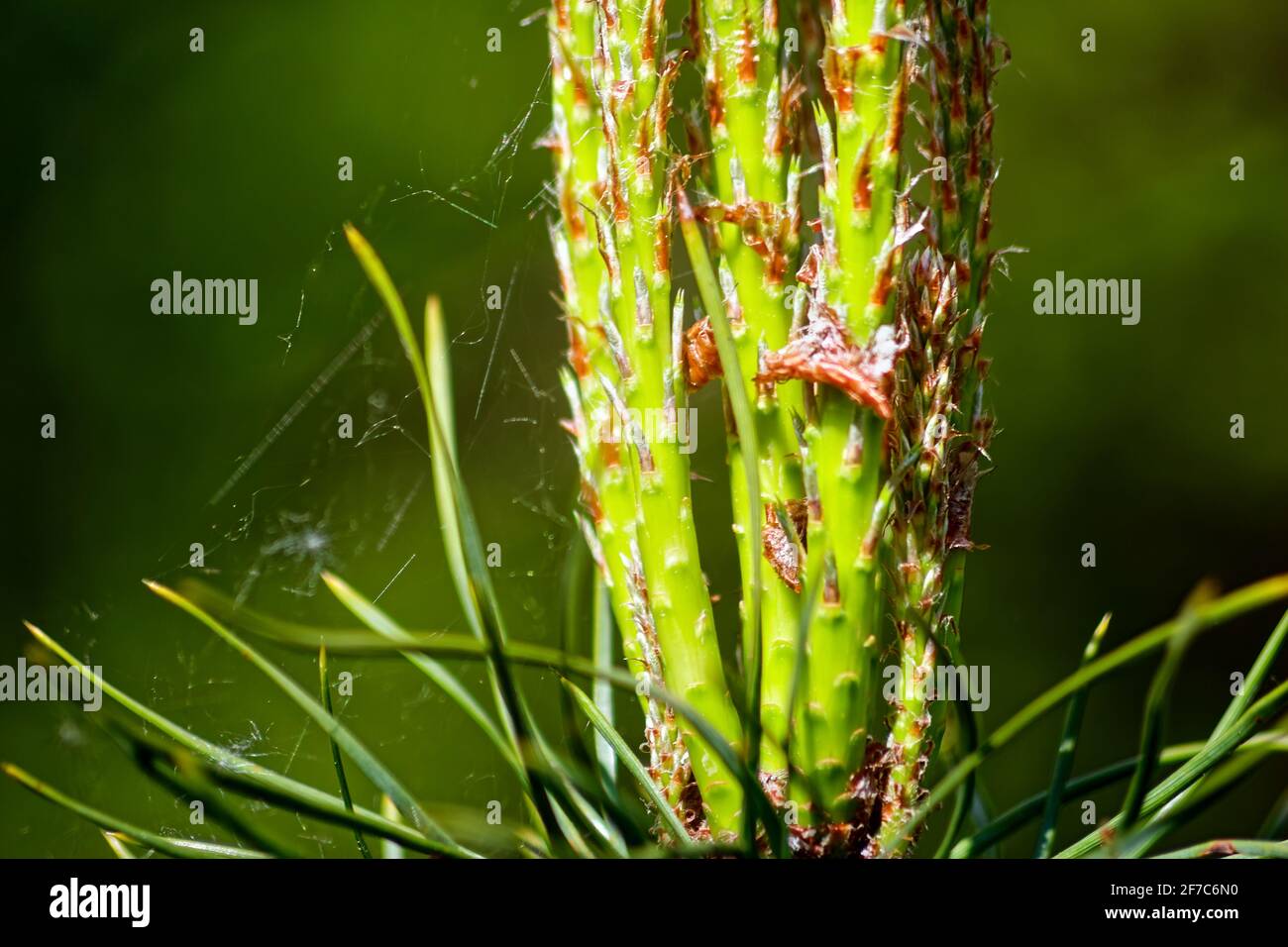 young spruce tree branch, spring Stock Photo - Alamy