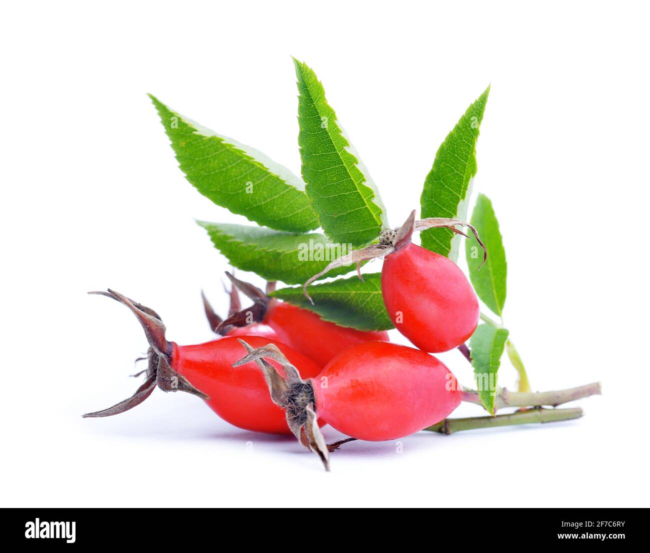 Rose hips (Rosa canina) with green leaf isolated on white background ...