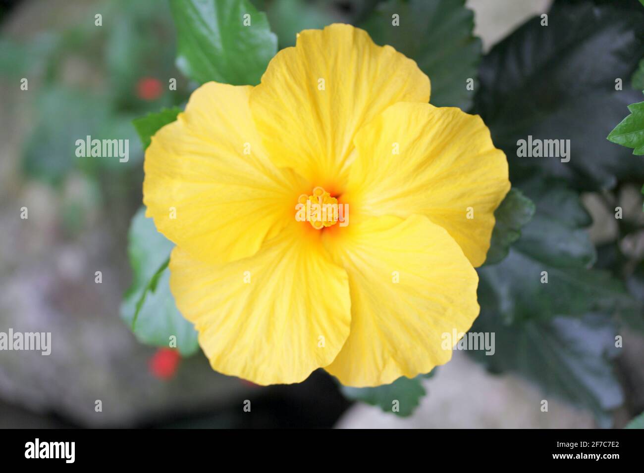 Hibiscus (Hibiscus) is a genus of the mallow family Stock Photo - Alamy