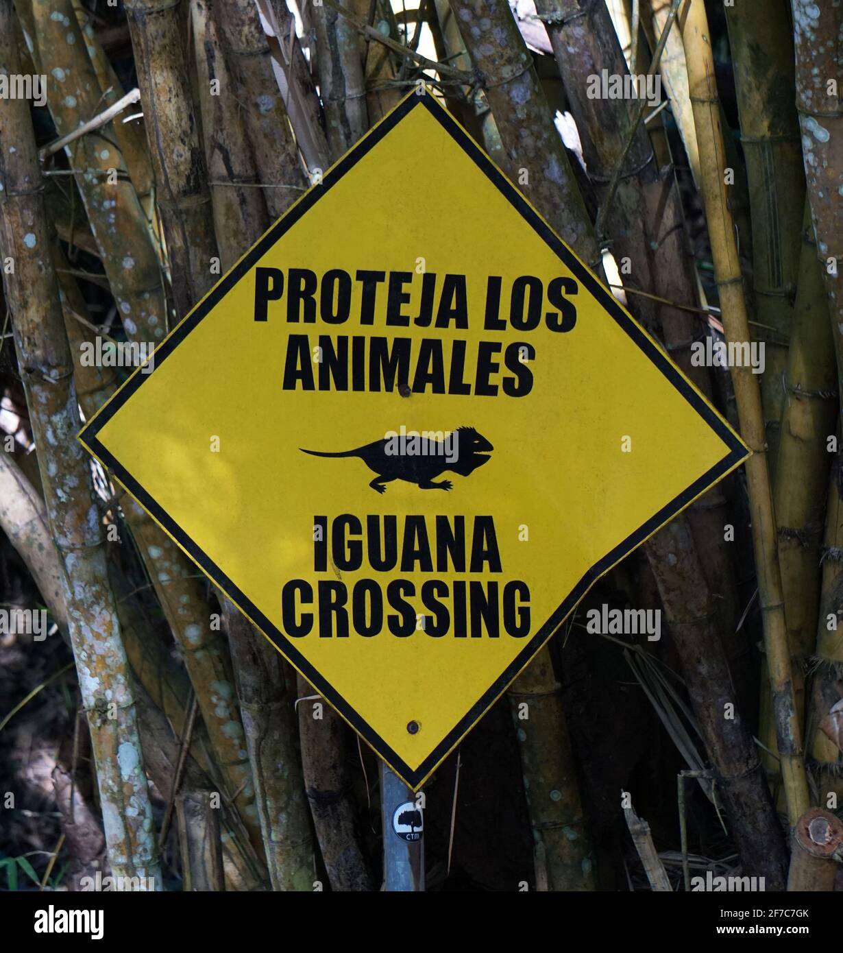 Proteja los animales hi-res stock photography and images - Alamy