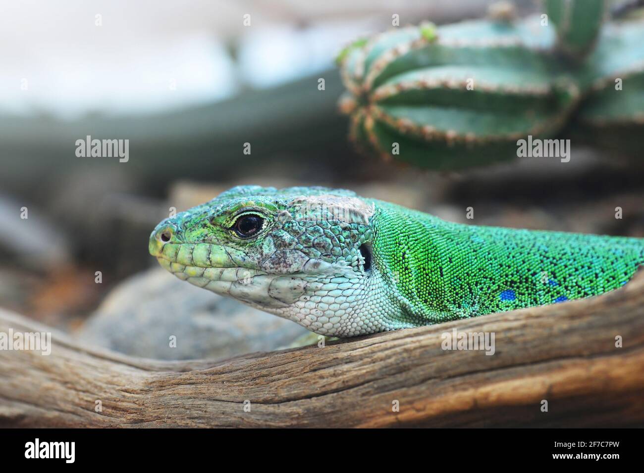Moroccan eyed lizard - Timon tangitanus. Lizard in the family ...