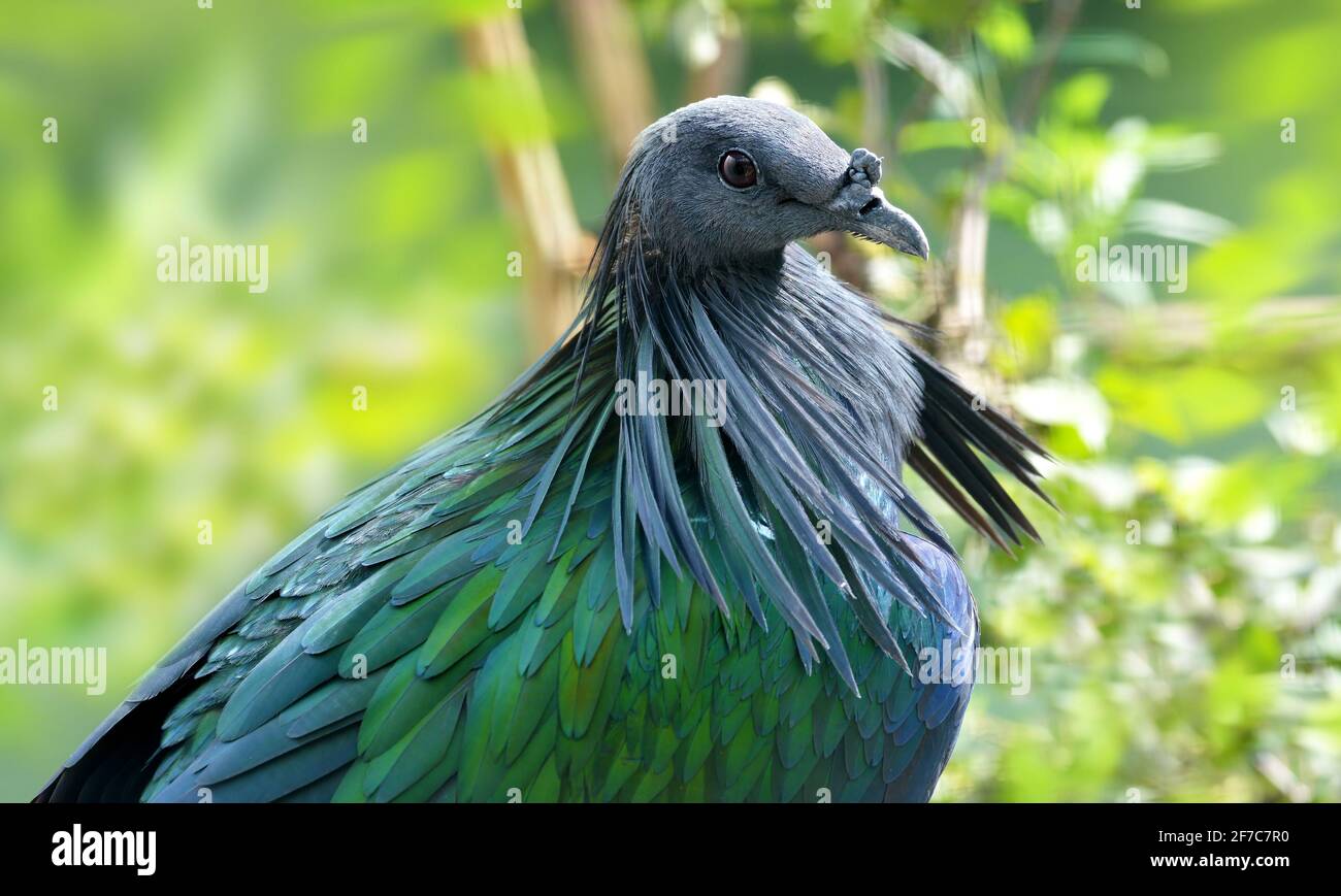 Nicobar pigeon (Caloenas nicobarica). Wildlife animal. Tropical bird ...