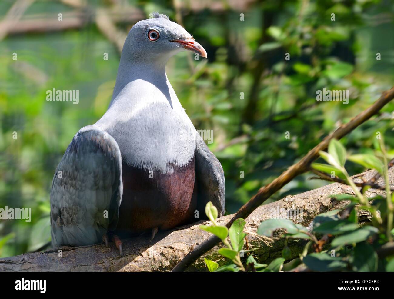 The spotted imperial pigeon (Ducula carola) is a species of bird in the ...
