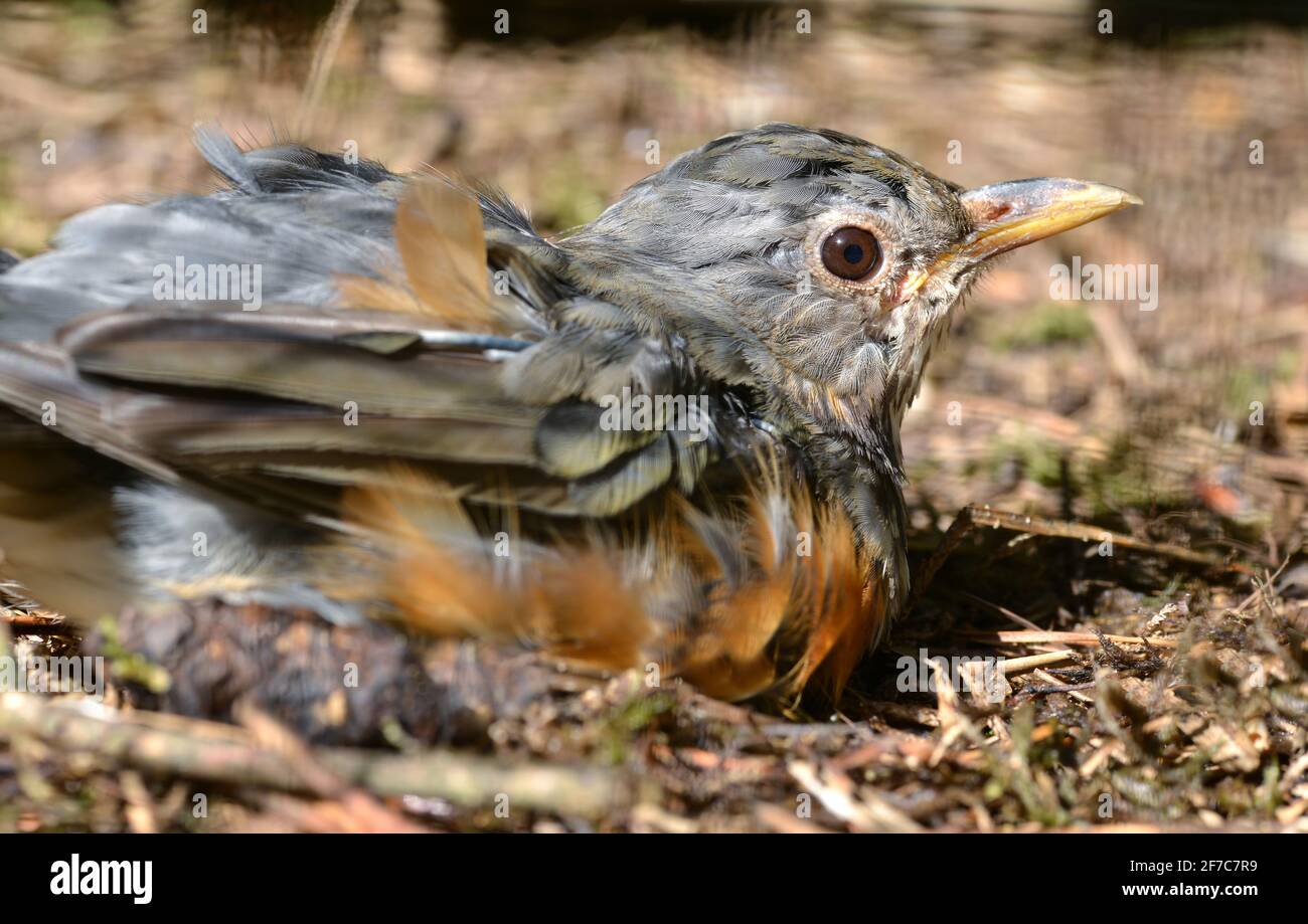 Grey-Backed Thrush (Turdus hortulorum) is a species of bird living in ...