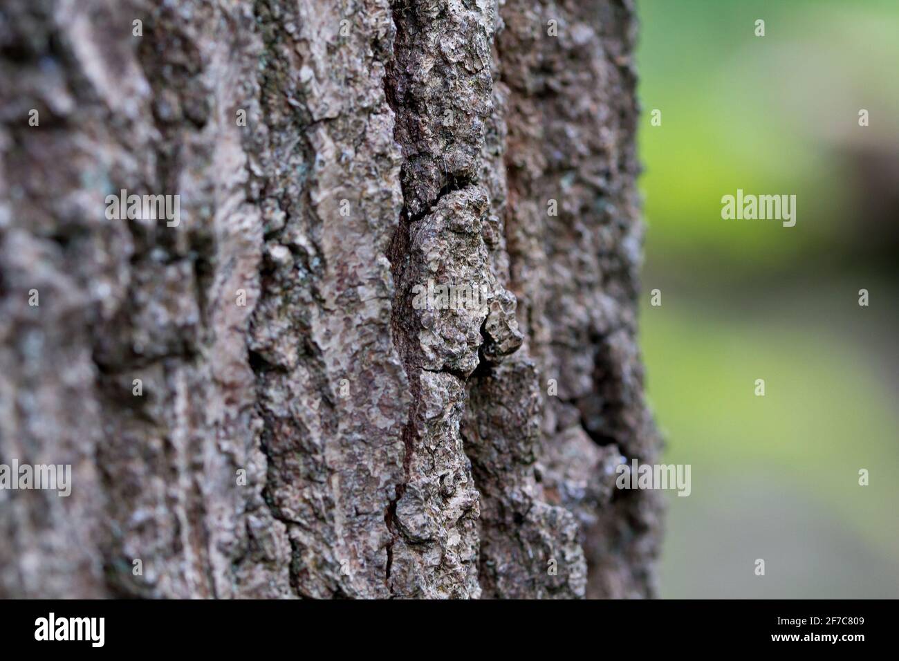 Photography of tree hi-res stock photography and images - Alamy