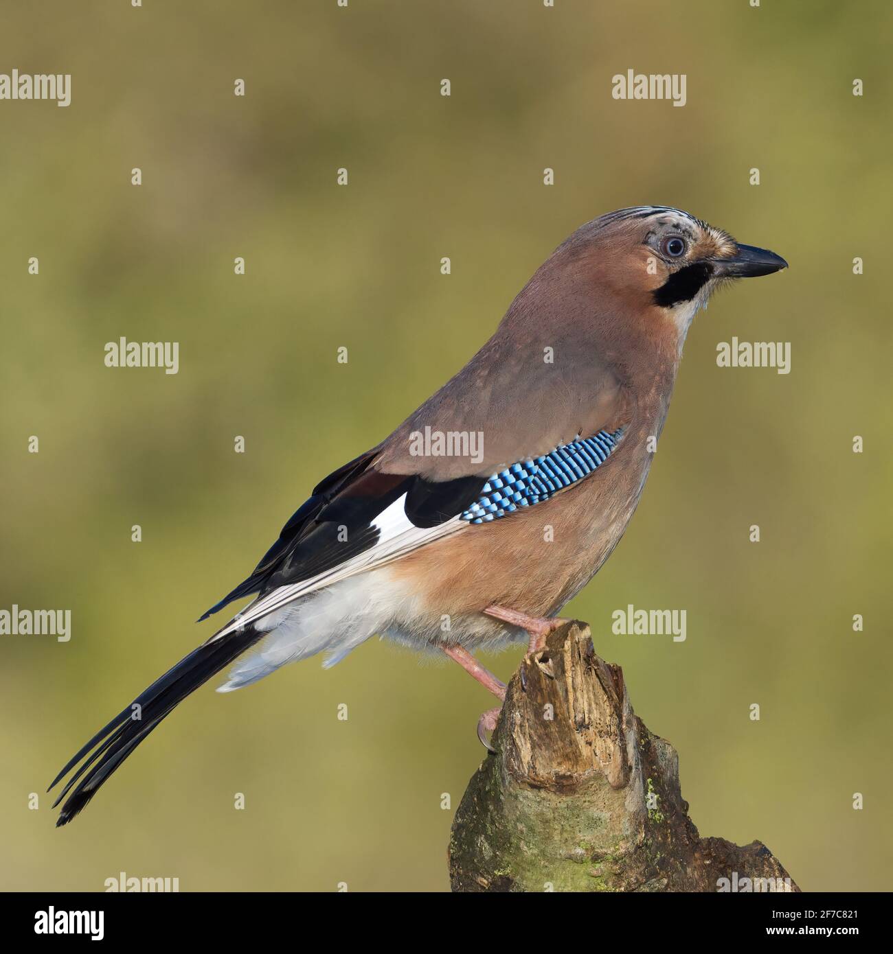 Head pointing hi-res stock photography and images - Alamy