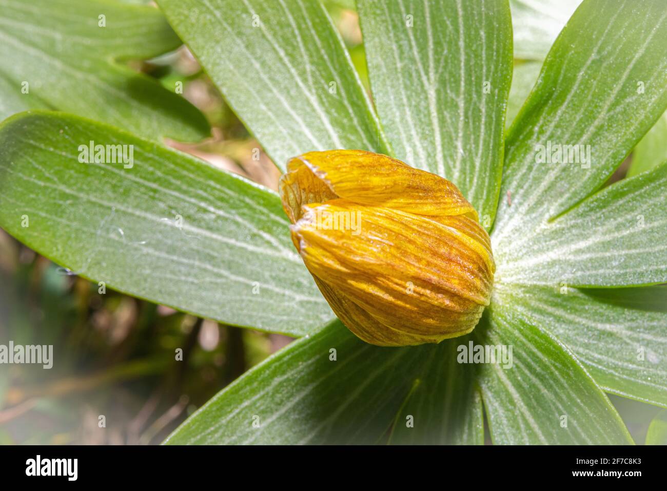 Purple bud colour hi-res stock photography and images - Alamy