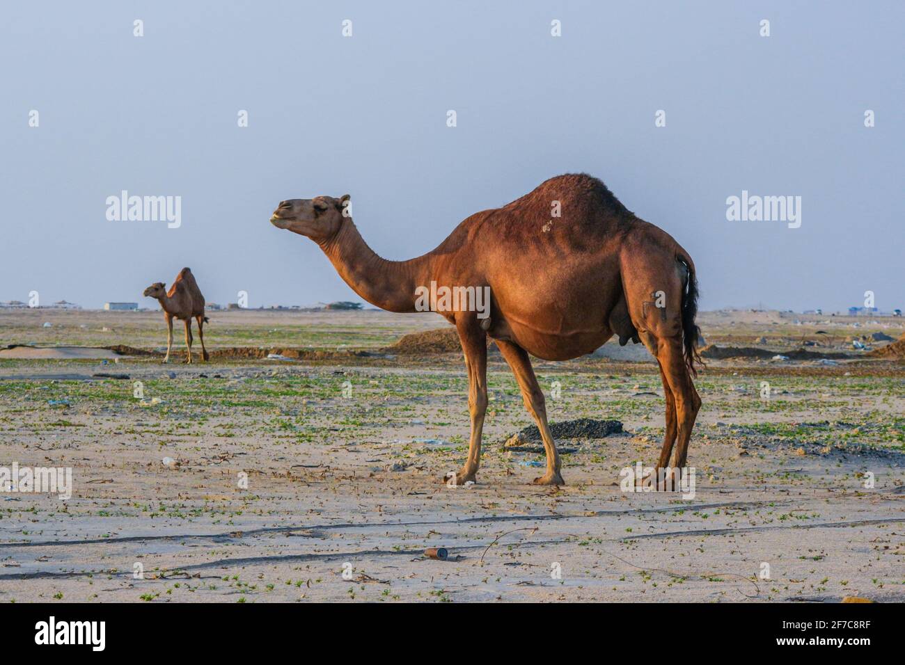 camel feeding in the desert Stock Photo - Alamy