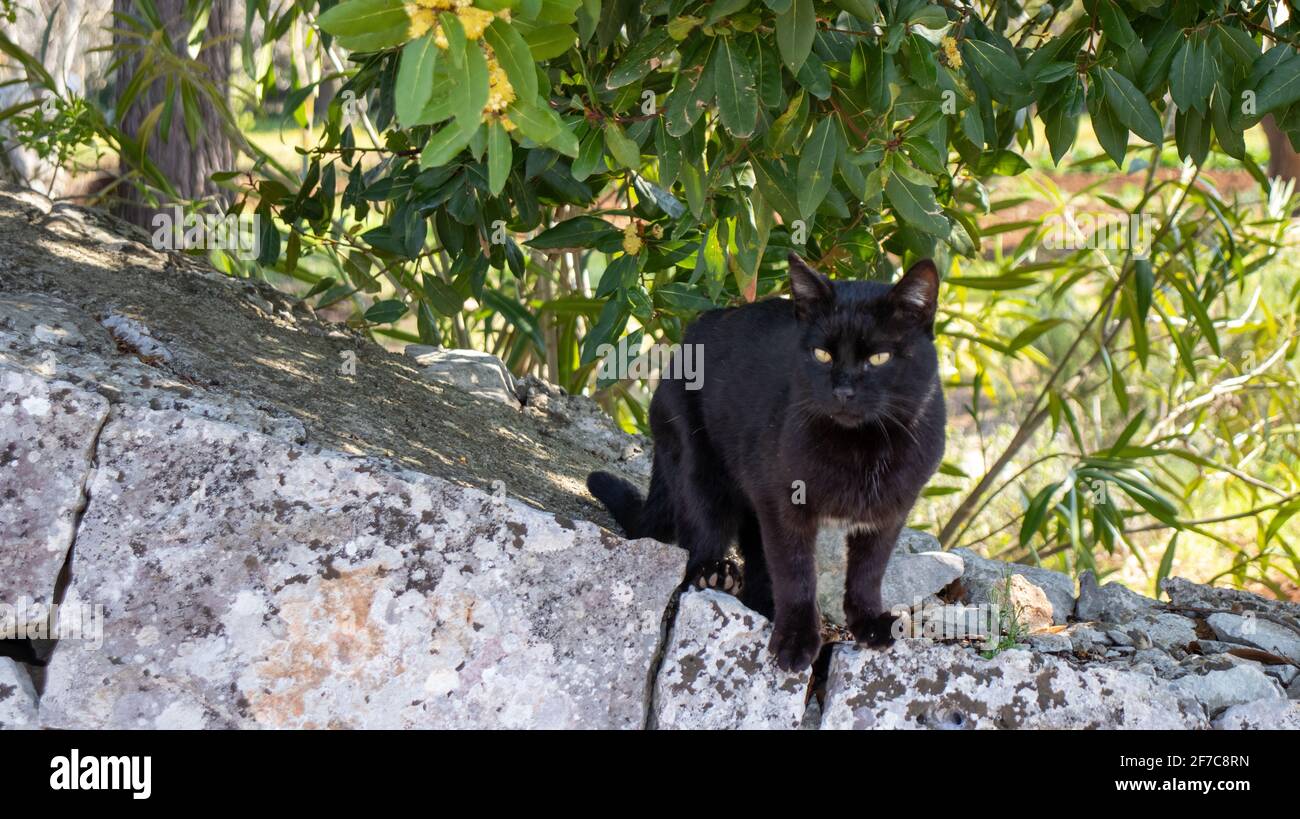 beautiful shots of animals Stock Photo - Alamy
