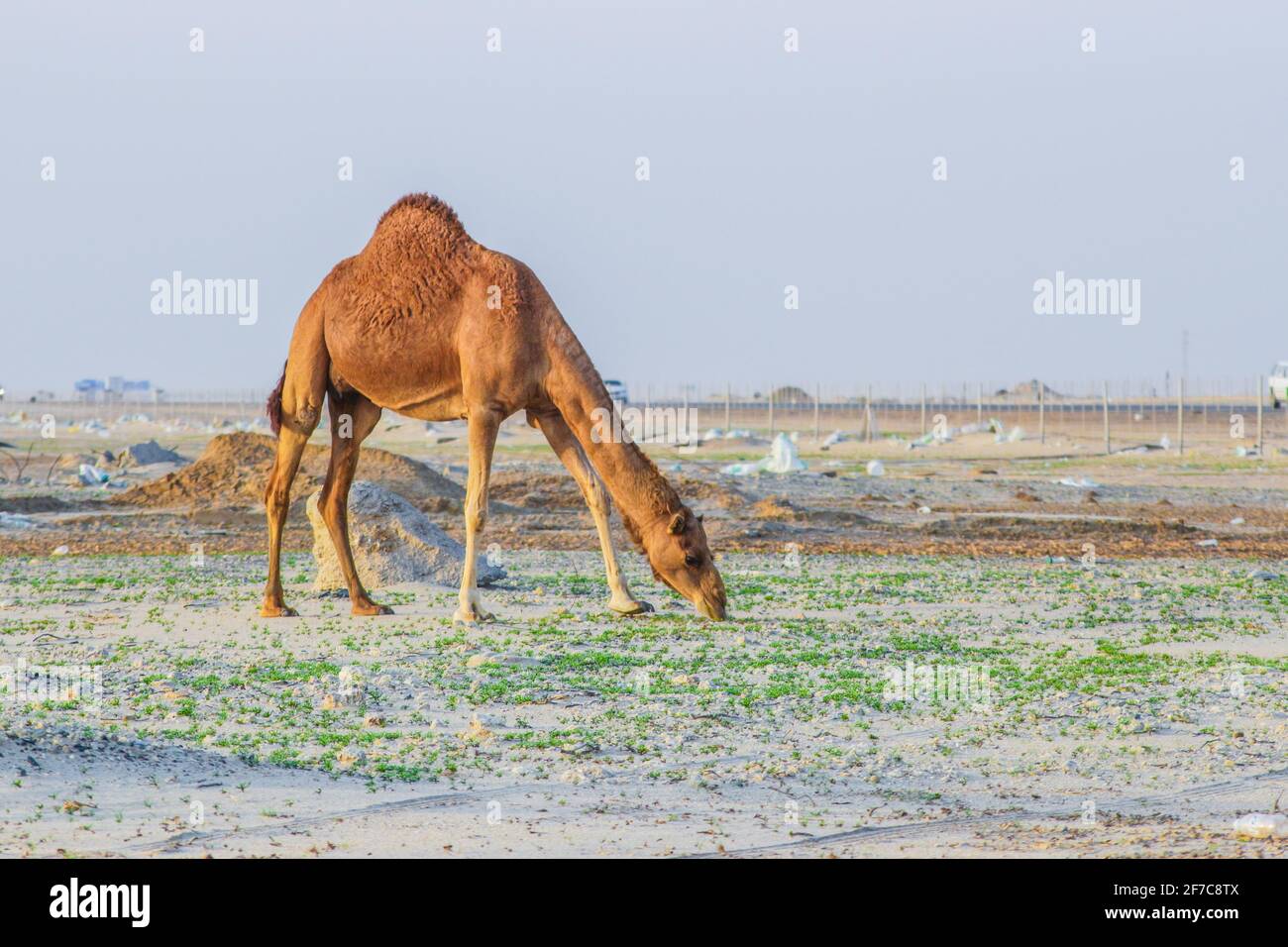 camel feeding in the desert Stock Photo - Alamy