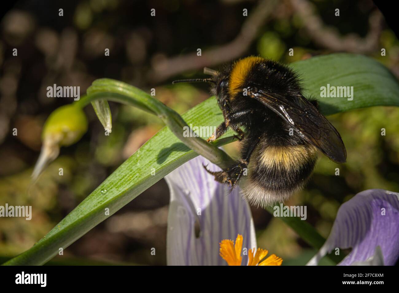 A close-up picture of bumble bee on a leaf. Picture from Eslov, Sweden ...
