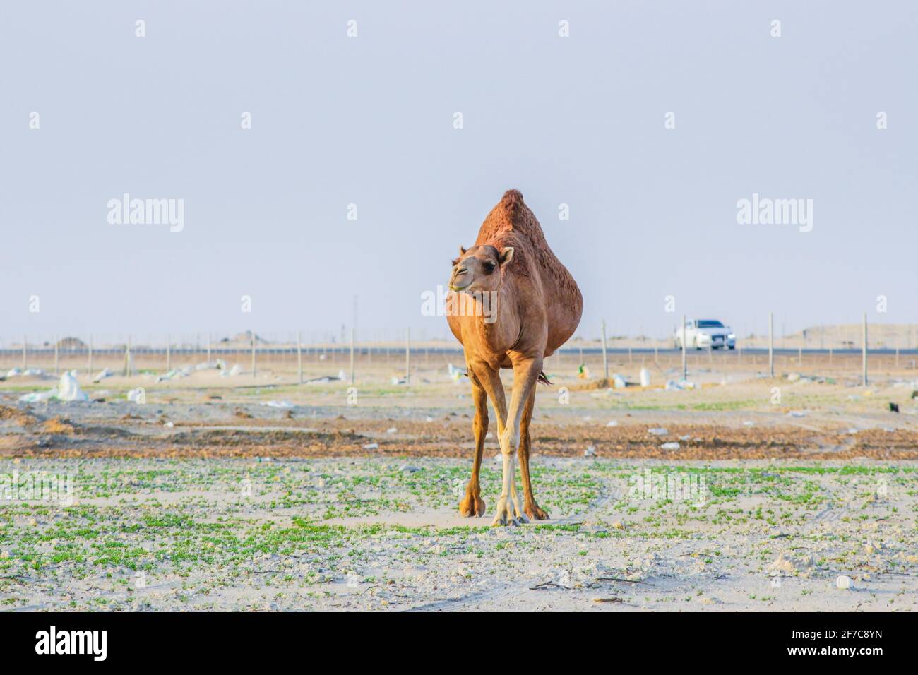 camel feeding in the desert Stock Photo - Alamy