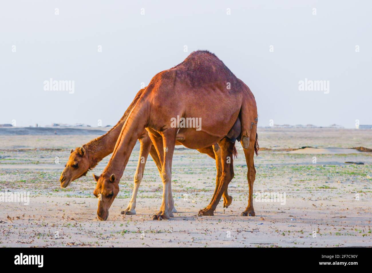 camel feeding in the desert Stock Photo - Alamy