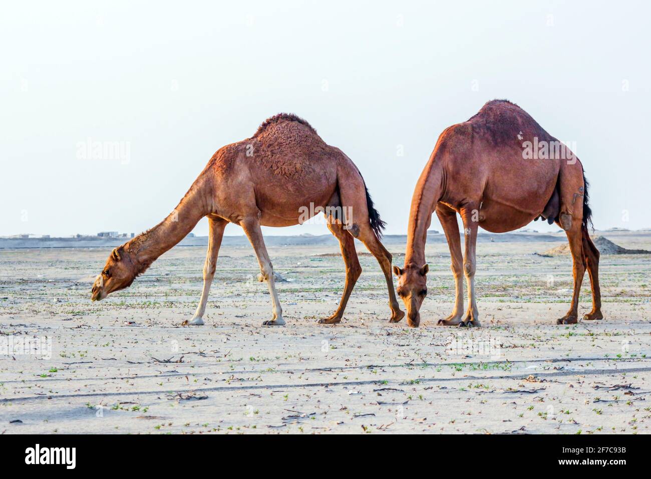 camel feeding in the desert Stock Photo - Alamy