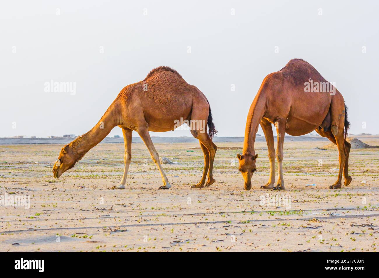 camel feeding in the desert Stock Photo - Alamy