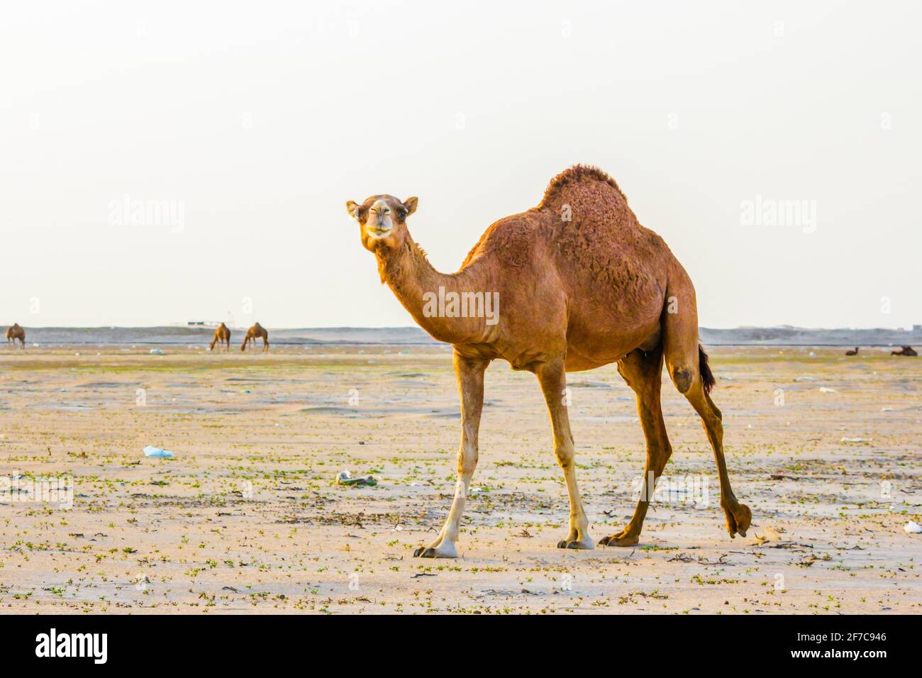 camel feeding in the desert Stock Photo - Alamy