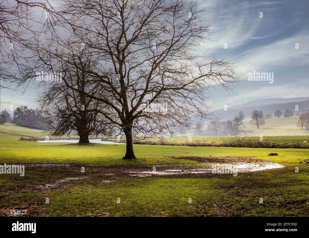 Chatsworth trees hi-res stock photography and images - Alamy